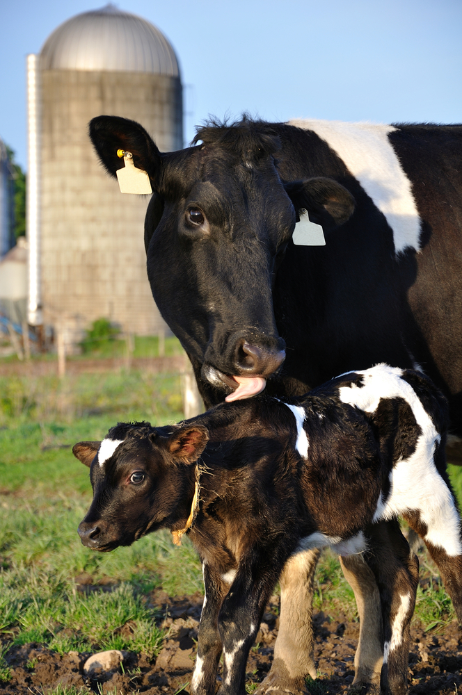 Vitamin C An Often Forgotten Vitamin For Calves Animix Llc
